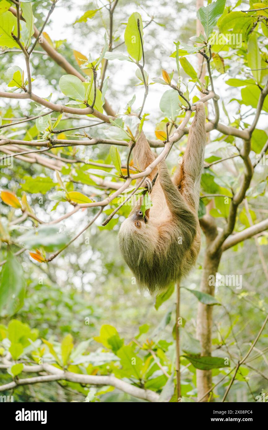 Sloth hanging from tree hi-res stock photography and images - Alamy