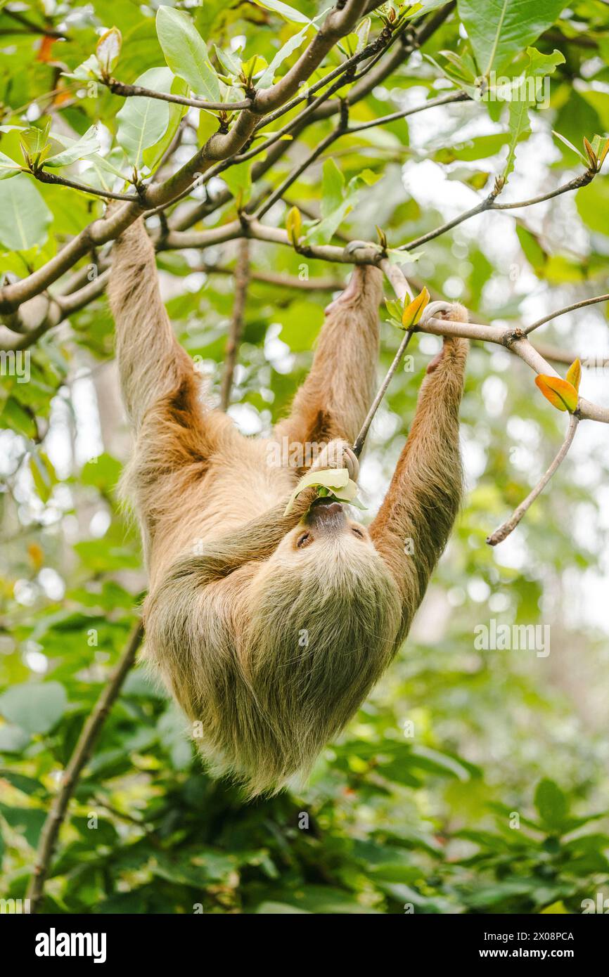 A brown-throated three-toed sloth peacefully hangs upside down from a ...