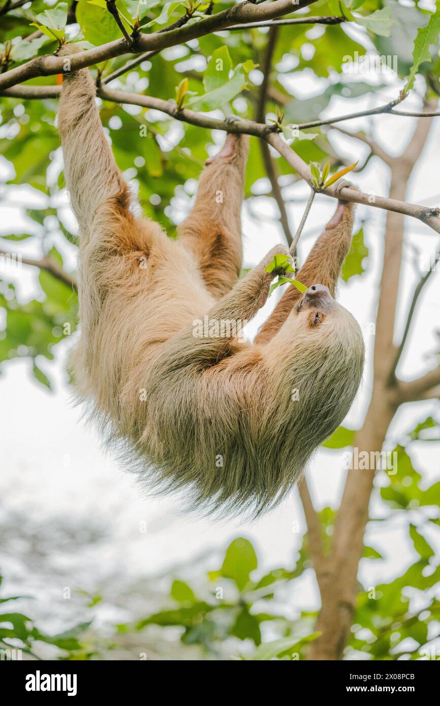 From below a serene sloth leisurely hanging from a tree branch while ...