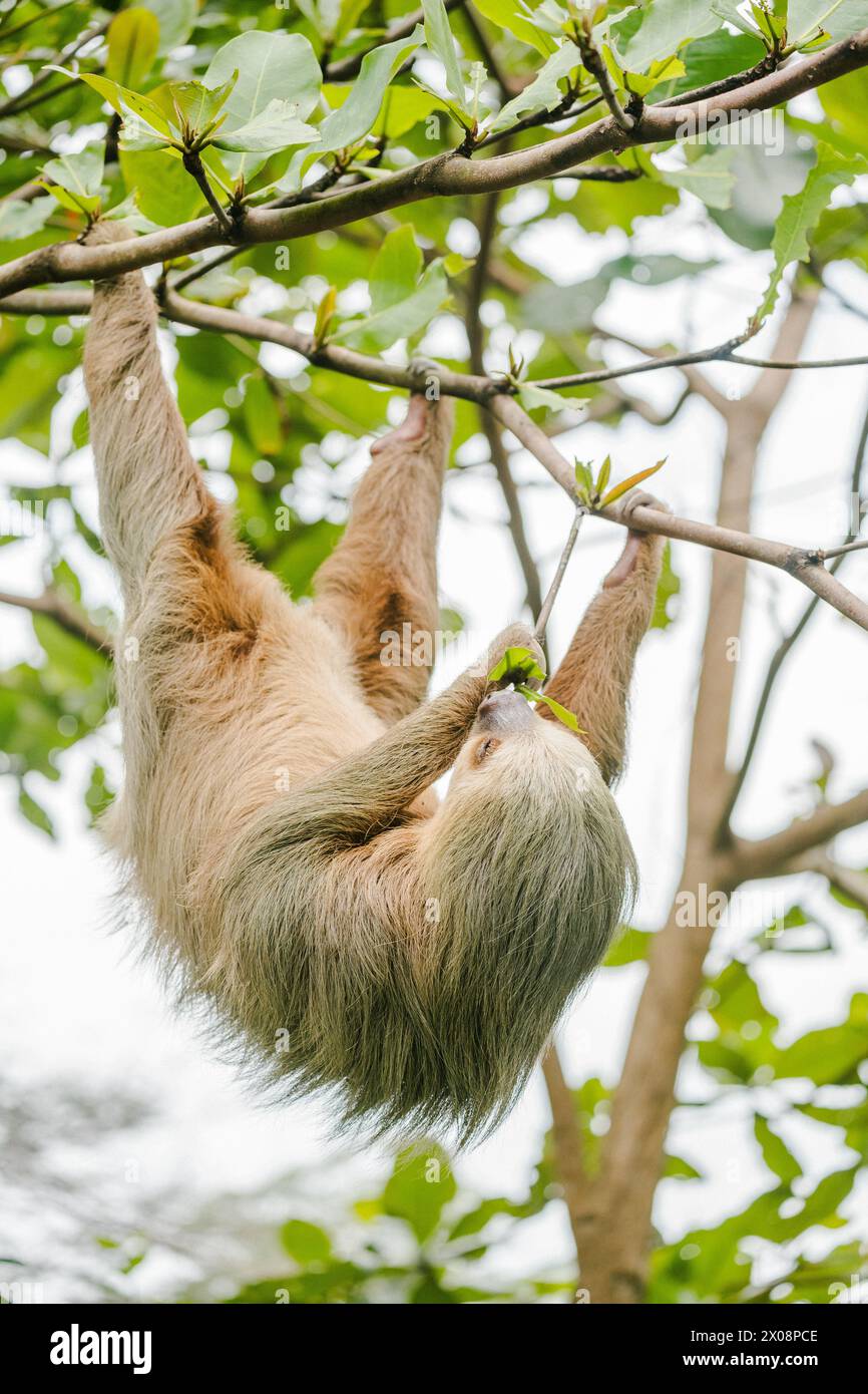A serene sloth enjoys a meal while hanging upside down from a tree ...
