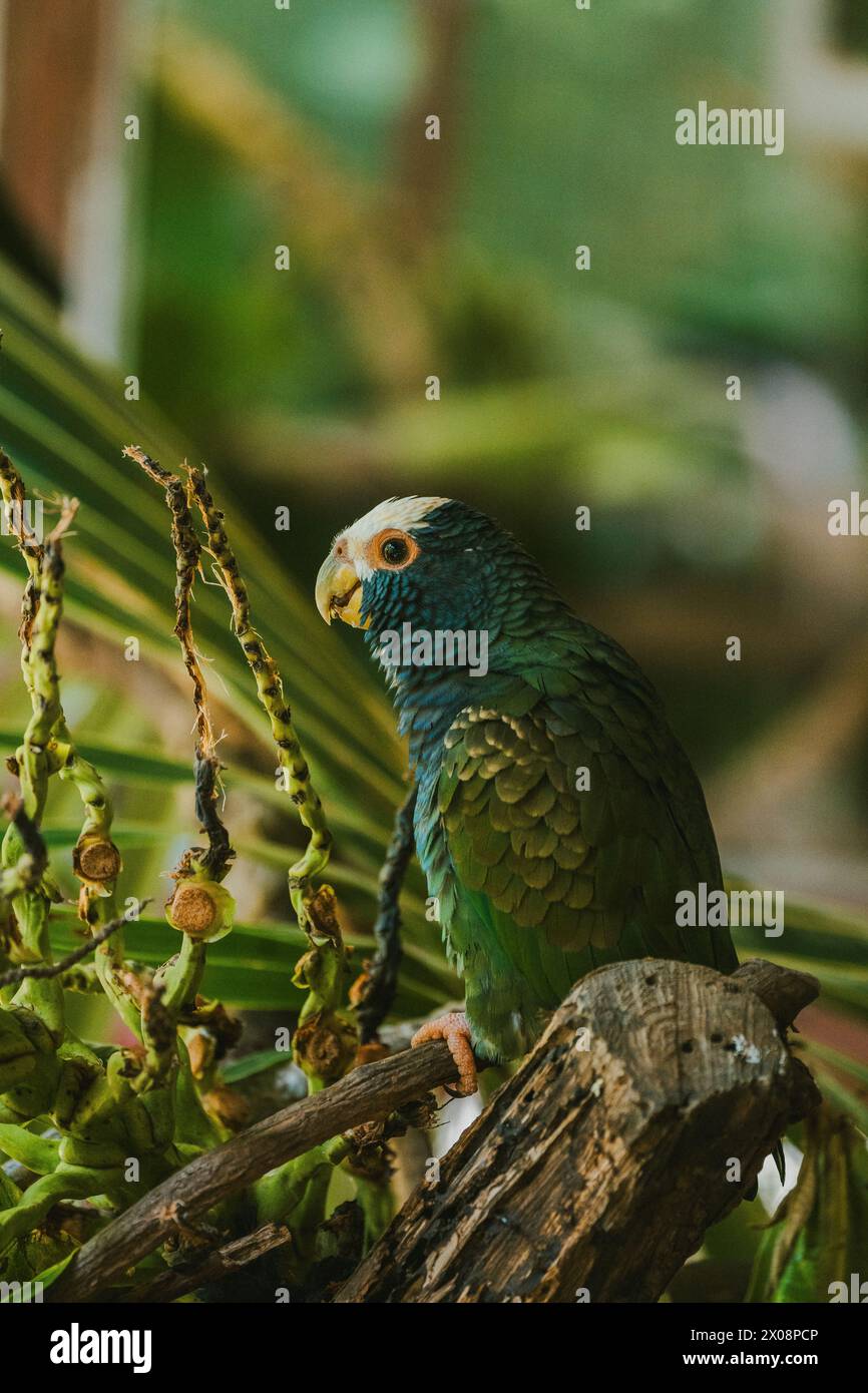 An Orange fronted parakeet rests on a branch amidst lush green foliage ...