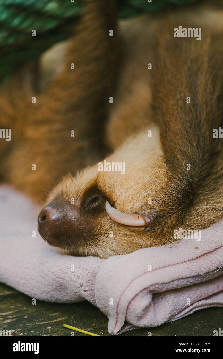 A peaceful two-toed sloth resting on a soft towel in Costa Rica ...