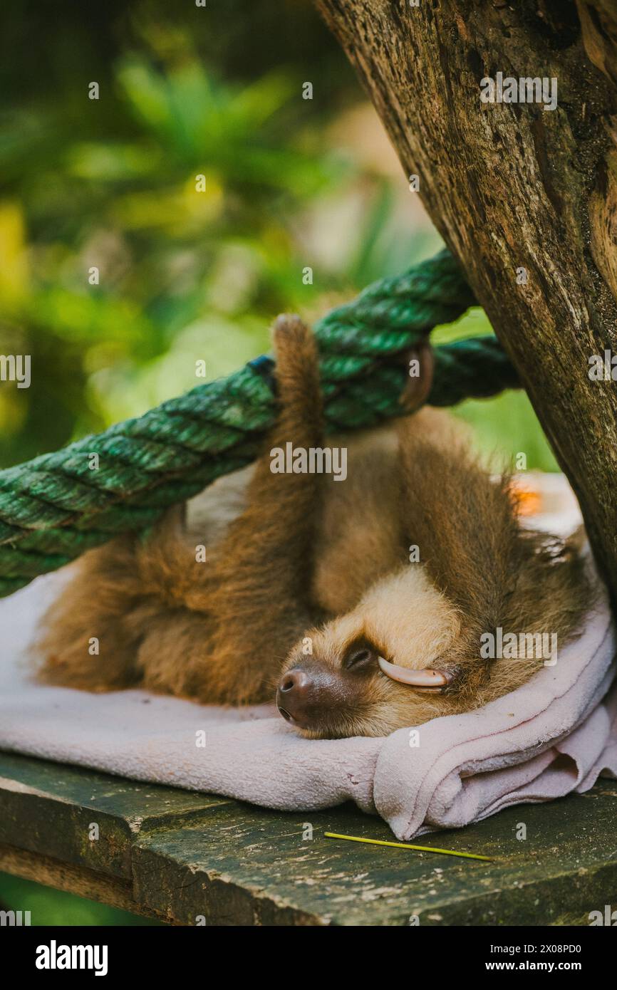 A tranquil two-toed sloth resting on a blanket in a Costa Rican ...