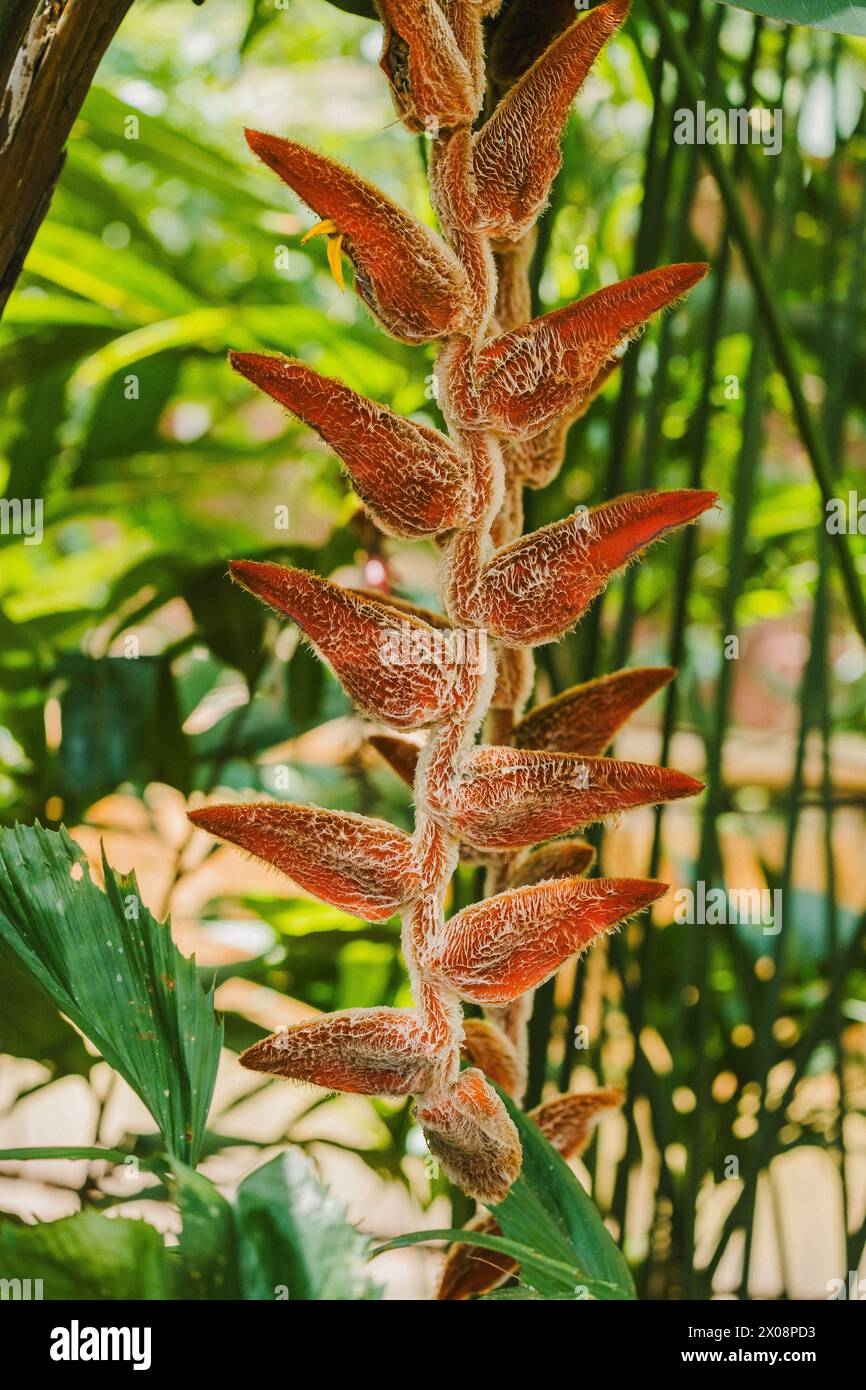 Close-up of a vibrant heliconia plant, with its unique fuzzy bracts ...