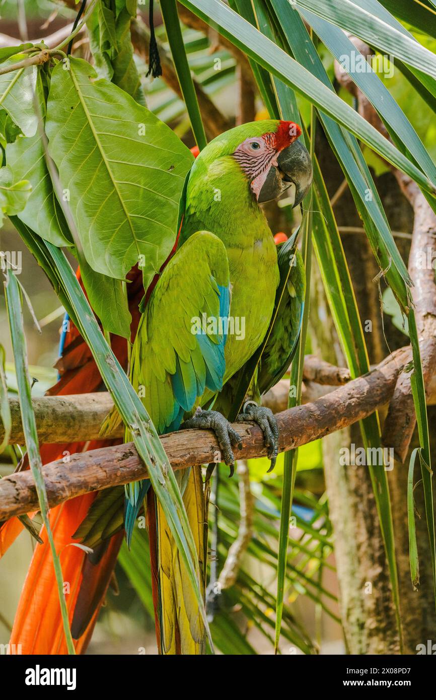 A vibrant green parrot with a striking red forehead perches on a branch ...