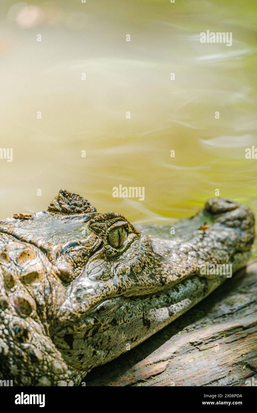 A detailed close-up captures the textured skin and vigilant eye of a ...