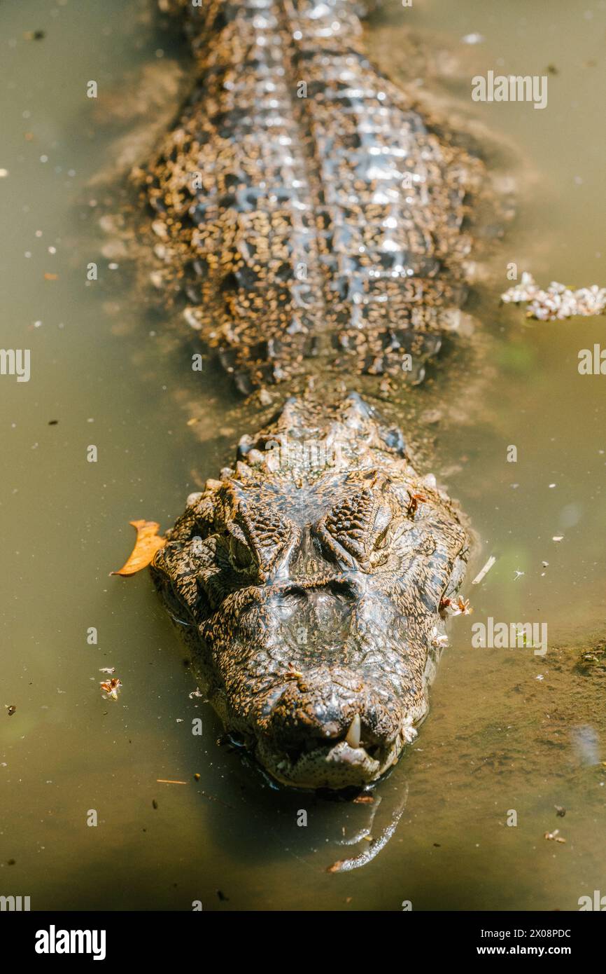 A detailed image capturing the majestic American crocodile Crocodylus ...