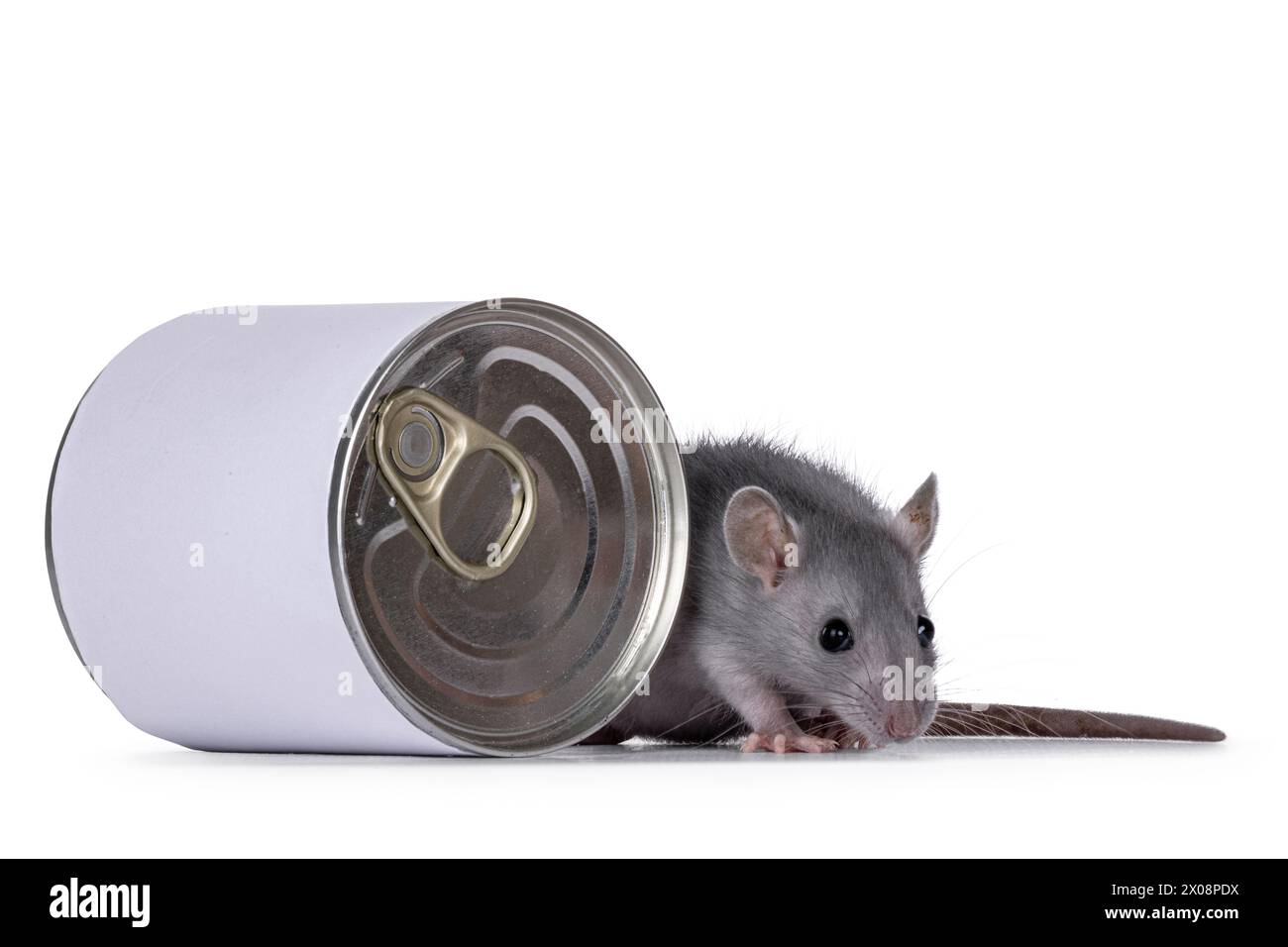Cute young blue rat sitting beside food can. Looking towards camera ...