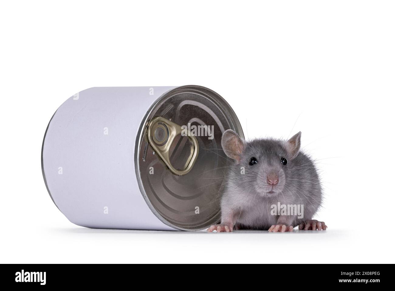 Cute young blue rat sitting in front of food can. Looking towards ...