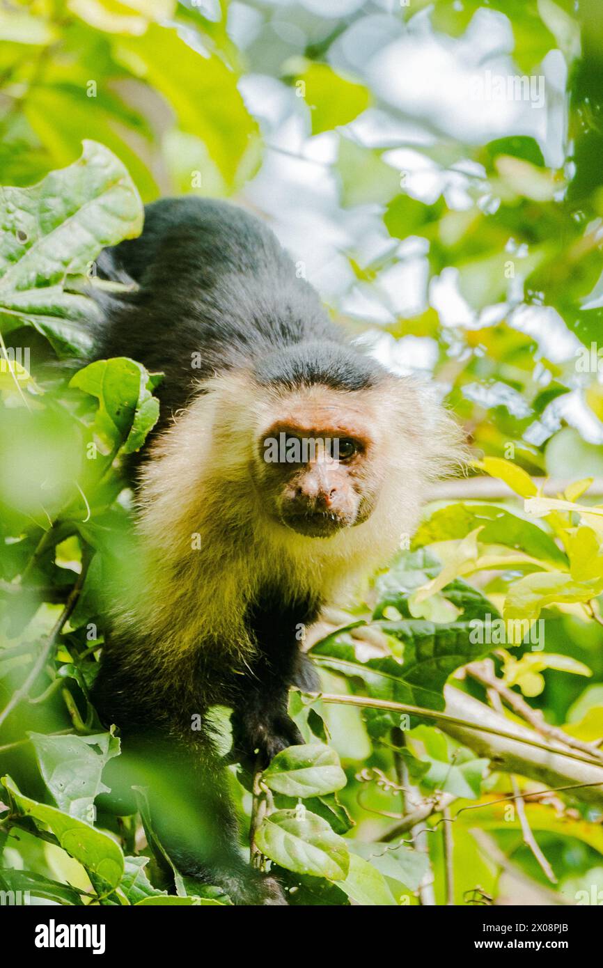 Canopy wildlife observation hi-res stock photography and images - Alamy