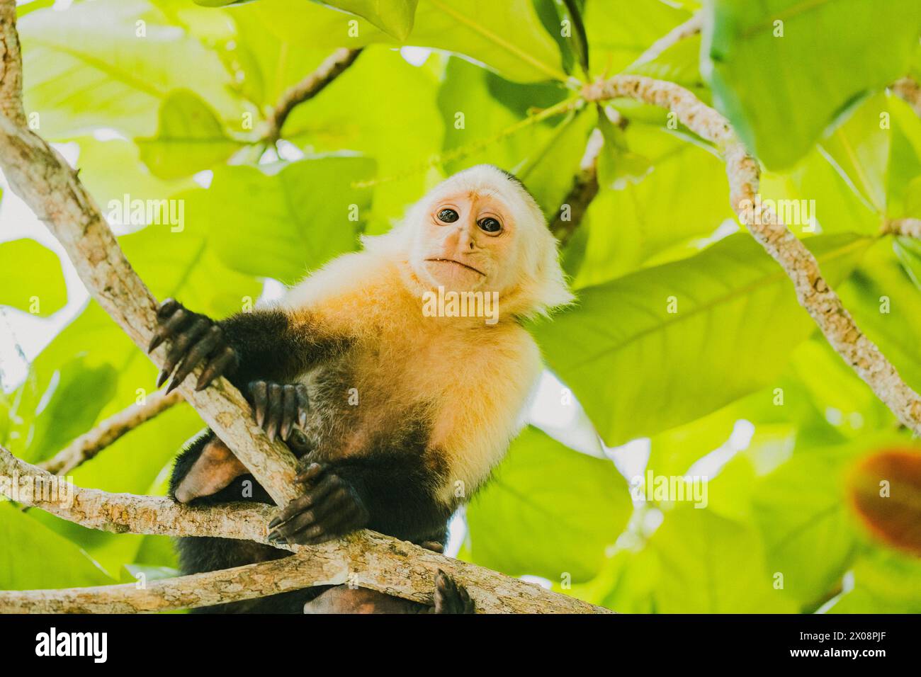 A white-faced capuchin monkey Cebus capucinus peers down from the ...