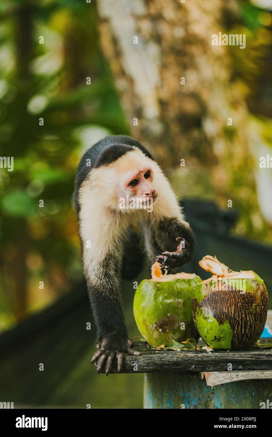 A capuchin monkey delicately feasts on fresh coconut in a lush Costa ...