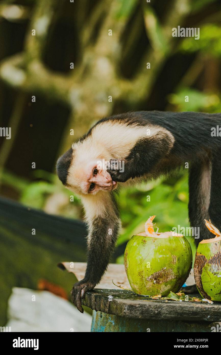 A capuchin monkey delicately feasts on fresh coconut in a lush Costa ...