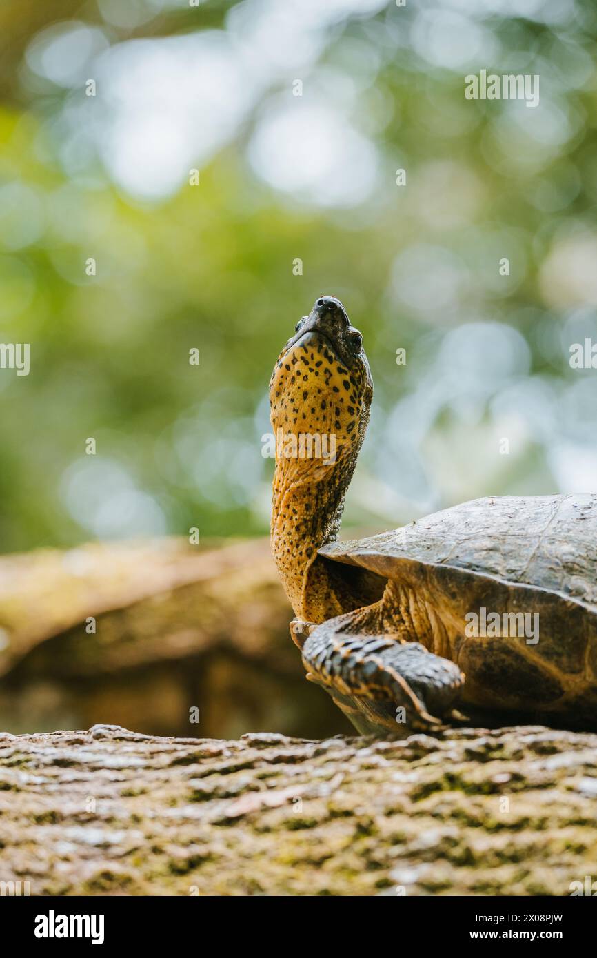 A close-up shot of a turtle extending its neck upwards against a ...