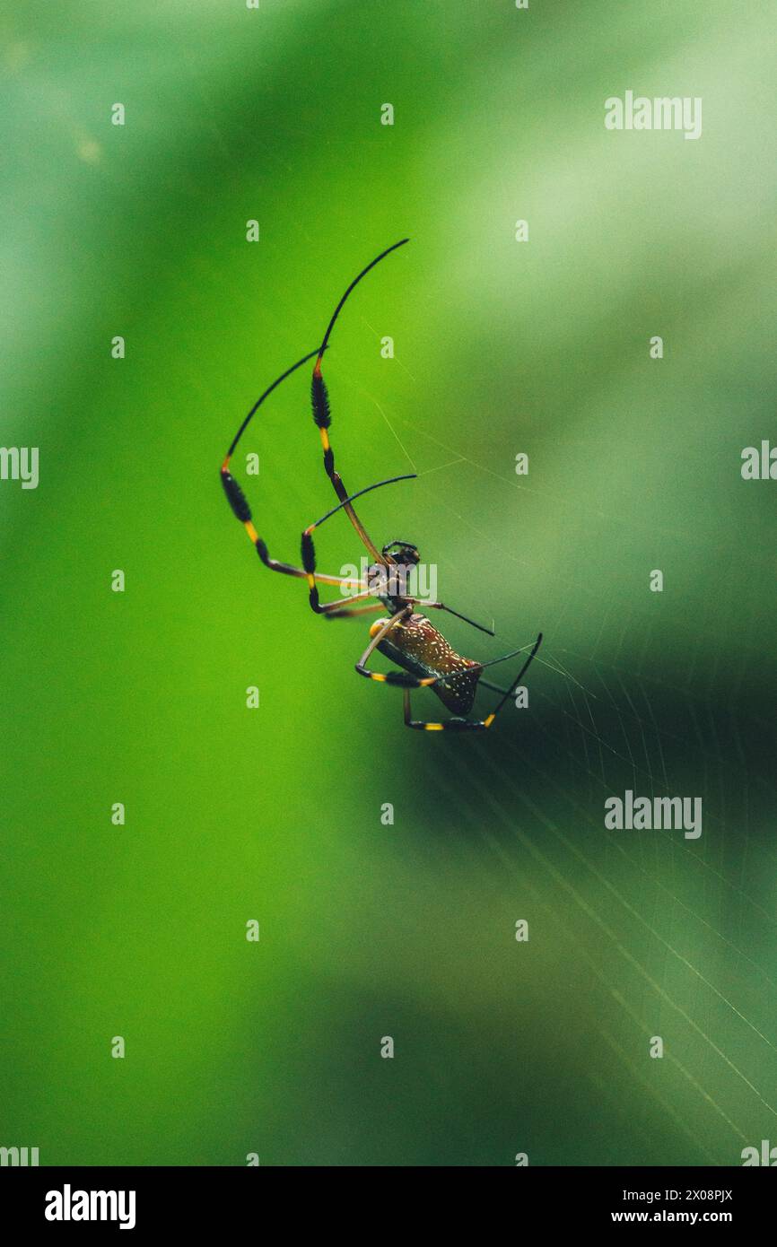 Distinctive markings highlighting hi-res stock photography and images ...