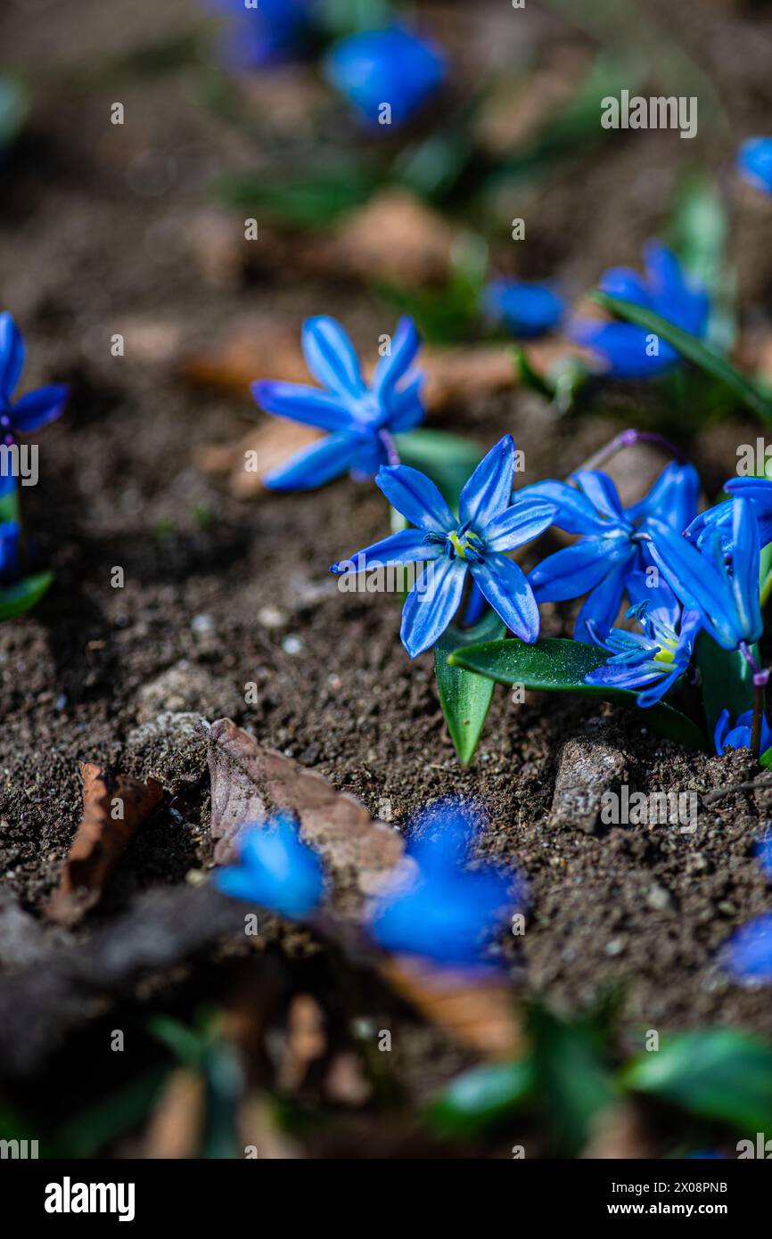 Vibrant blue flowers blooming in rich soil capture the essence of ...