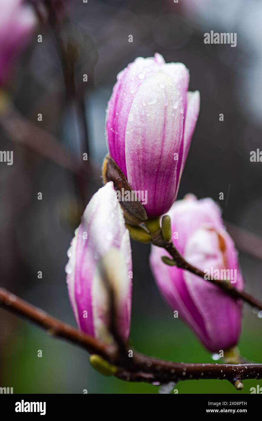 A close-up of dew-covered magnolia buds opening against a soft-focus ...