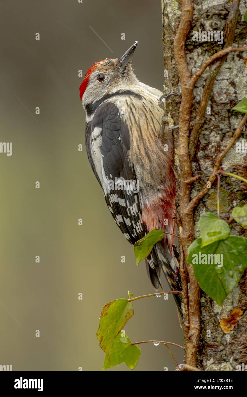 A detailed portrait of a red-crowned woodpecker clinging to a tree ...