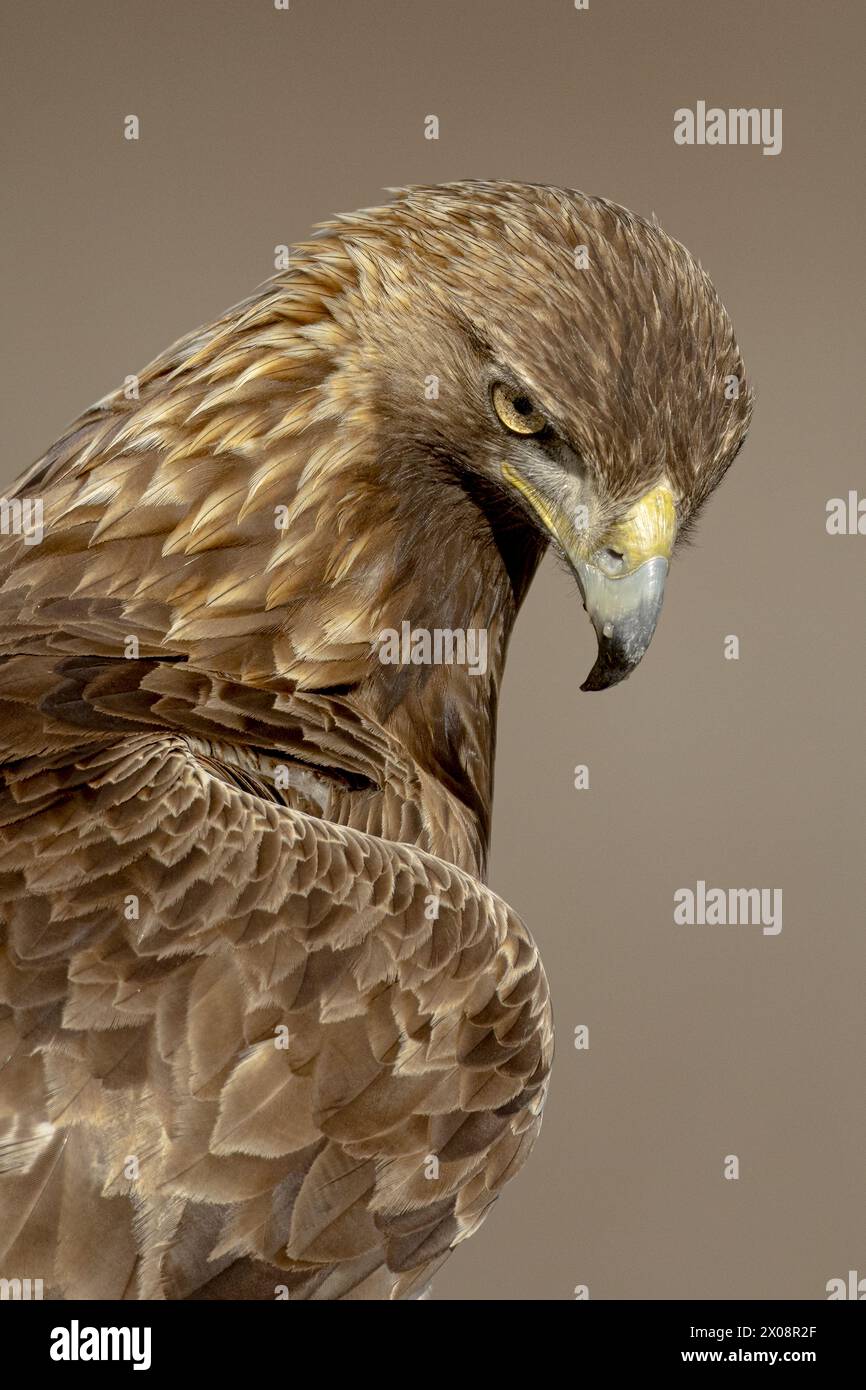 Majestic eagle in close-up showcasing its intricate feather patterns ...
