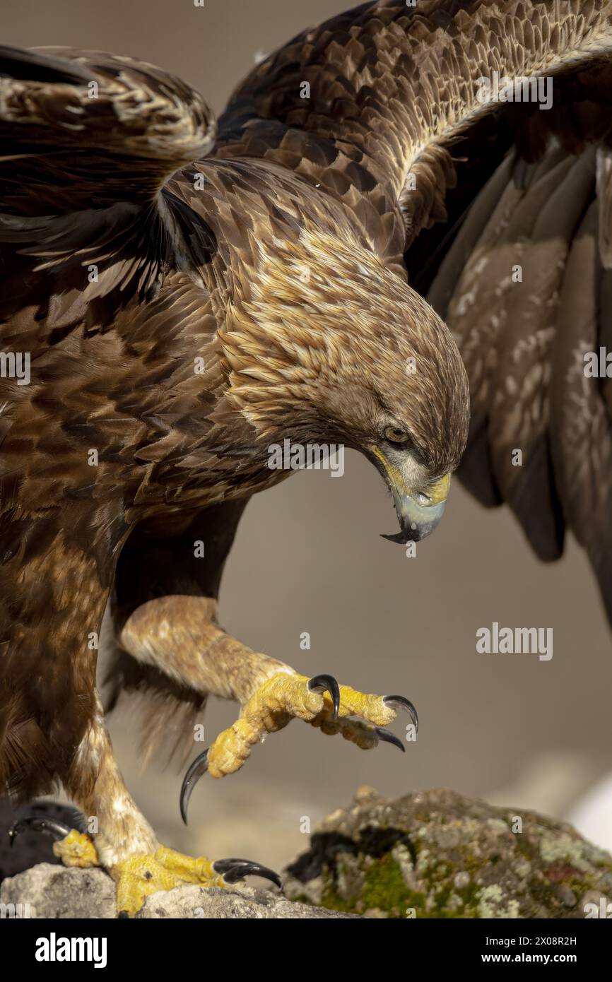 Golden eagle landing hi-res stock photography and images - Alamy