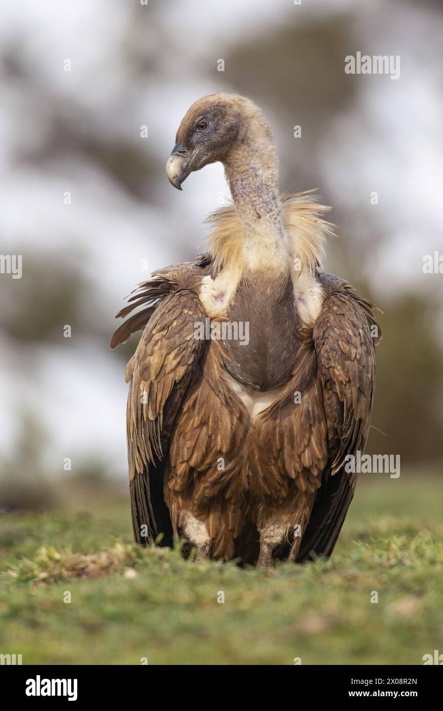 Exhibiting unique plumage hi-res stock photography and images - Alamy