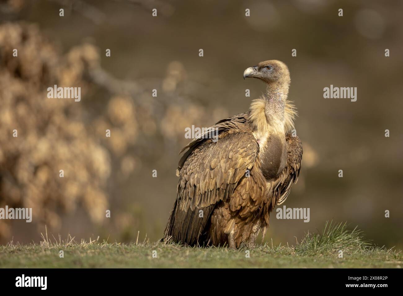 Large bird of prey stands tall hi-res stock photography and images - Alamy