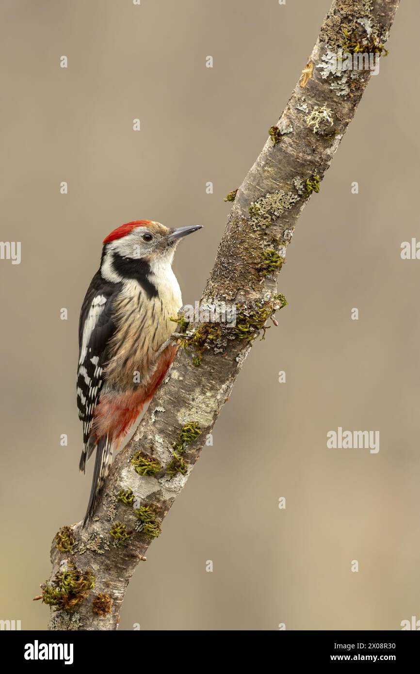 A colorful woodpecker clings to a moss-covered tree branch in a serene ...