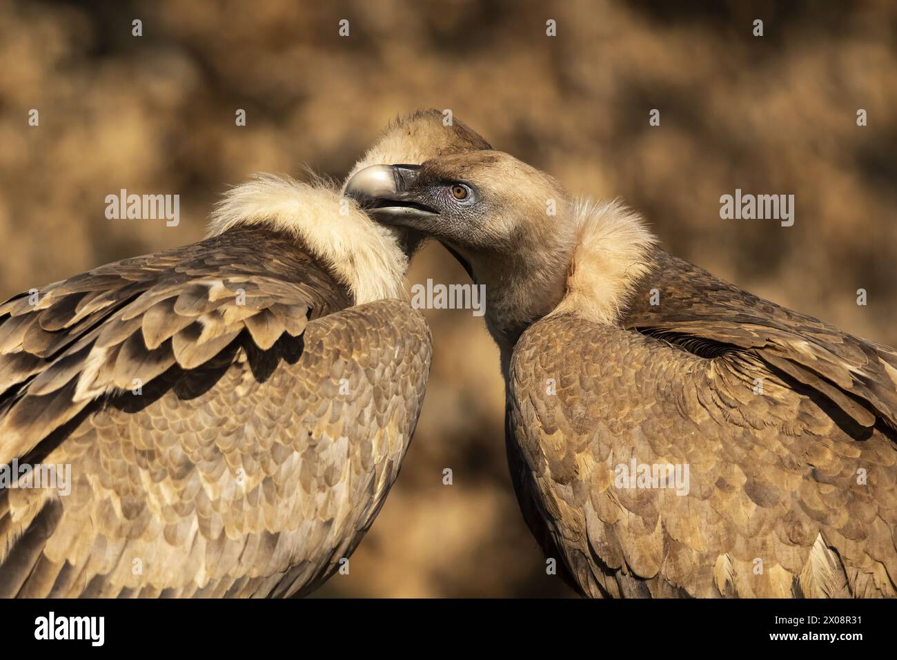 Heads touching touch hi-res stock photography and images - Alamy