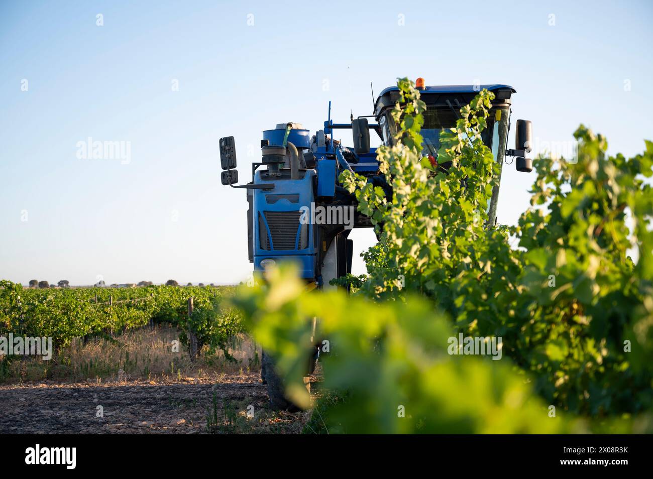 Mechanical grape harvesting in action in Villarrobledo, Spain showcasing the first white grape ...