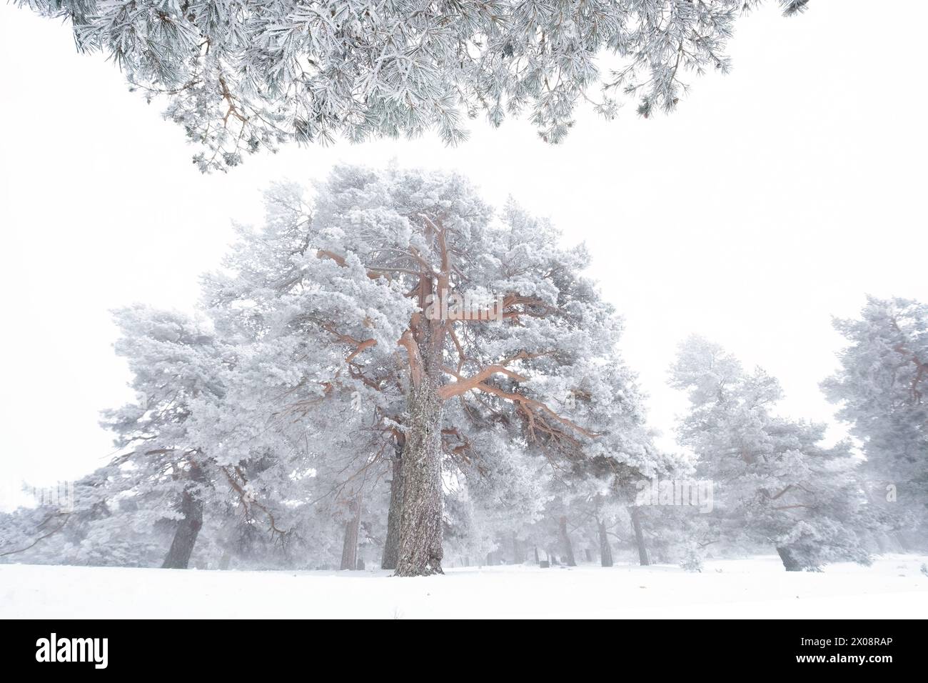 Majestic aleppo pine tree hi-res stock photography and images - Alamy