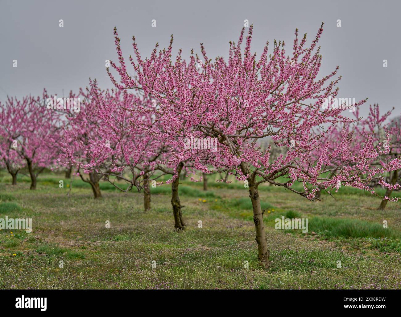 Peach blossom in full bloom hi-res stock photography and images - Alamy