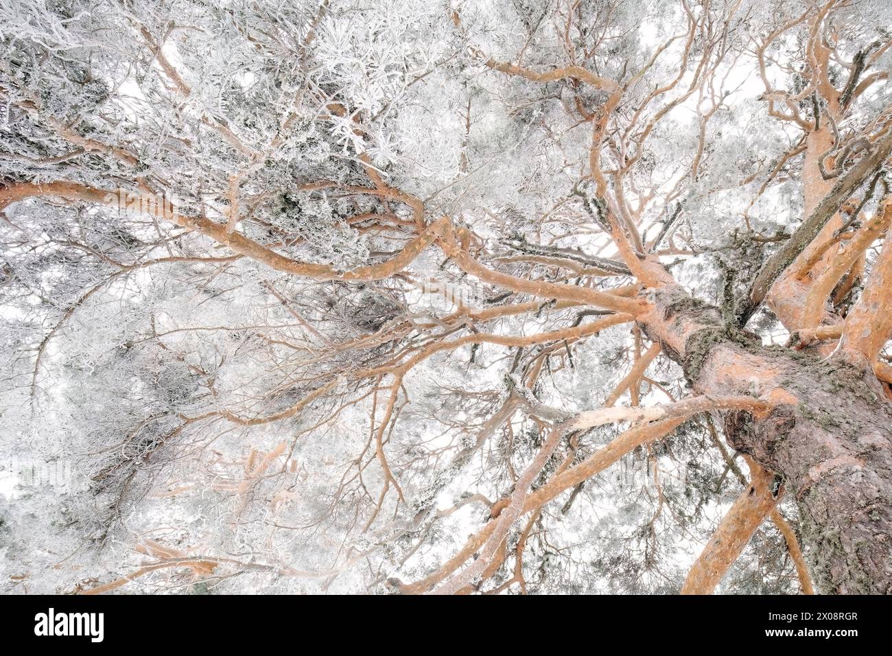 Web coated tree hi-res stock photography and images - Alamy