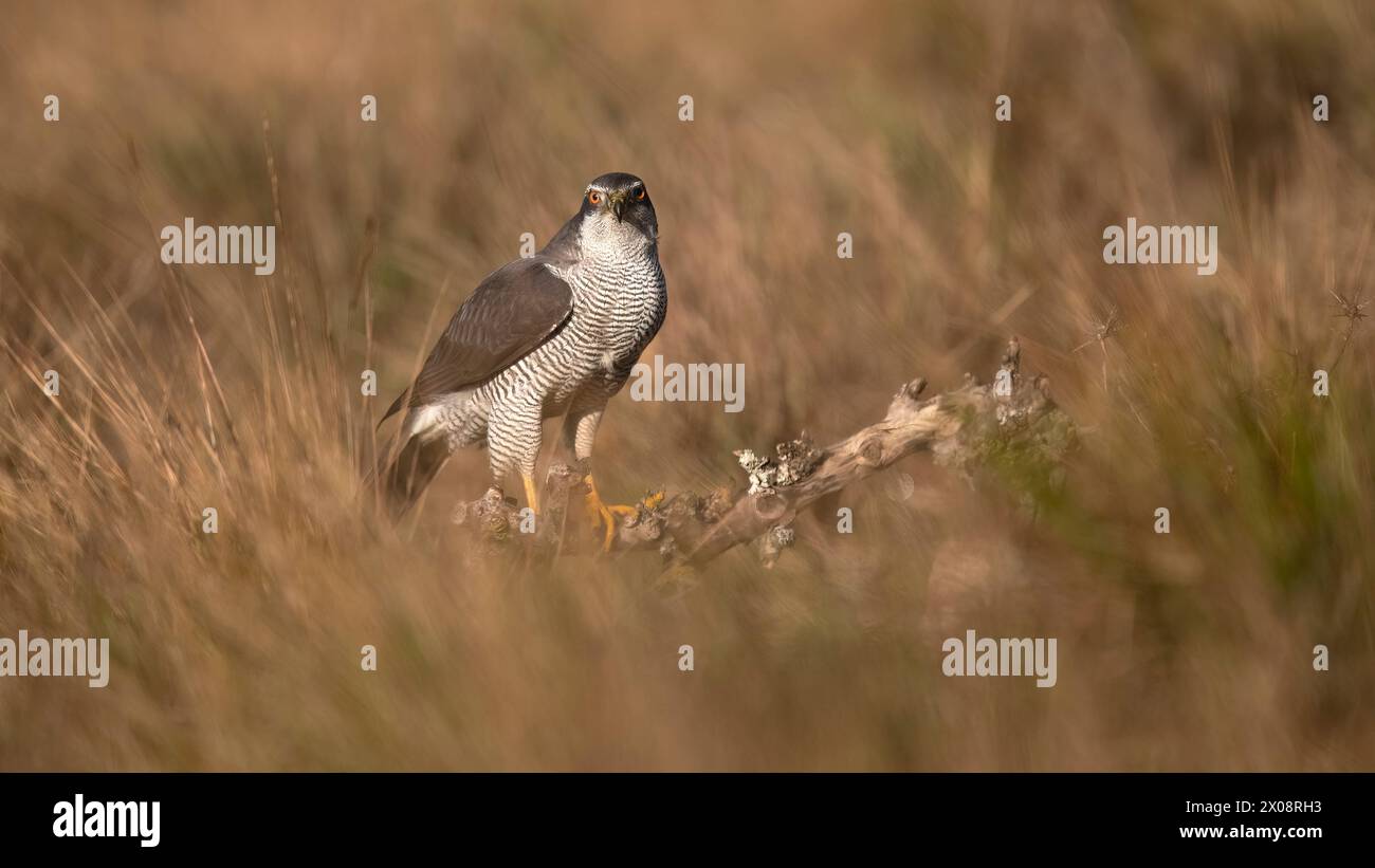A focused female Northern Goshawk stands with commanding presence among ...