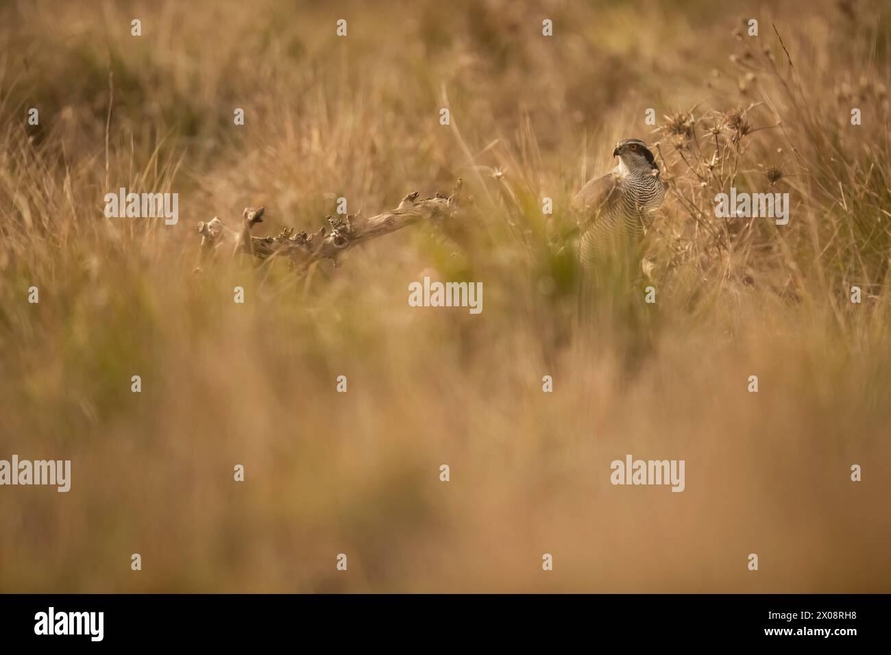 A female Northern Goshawk merges seamlessly with the dry grassland, her ...