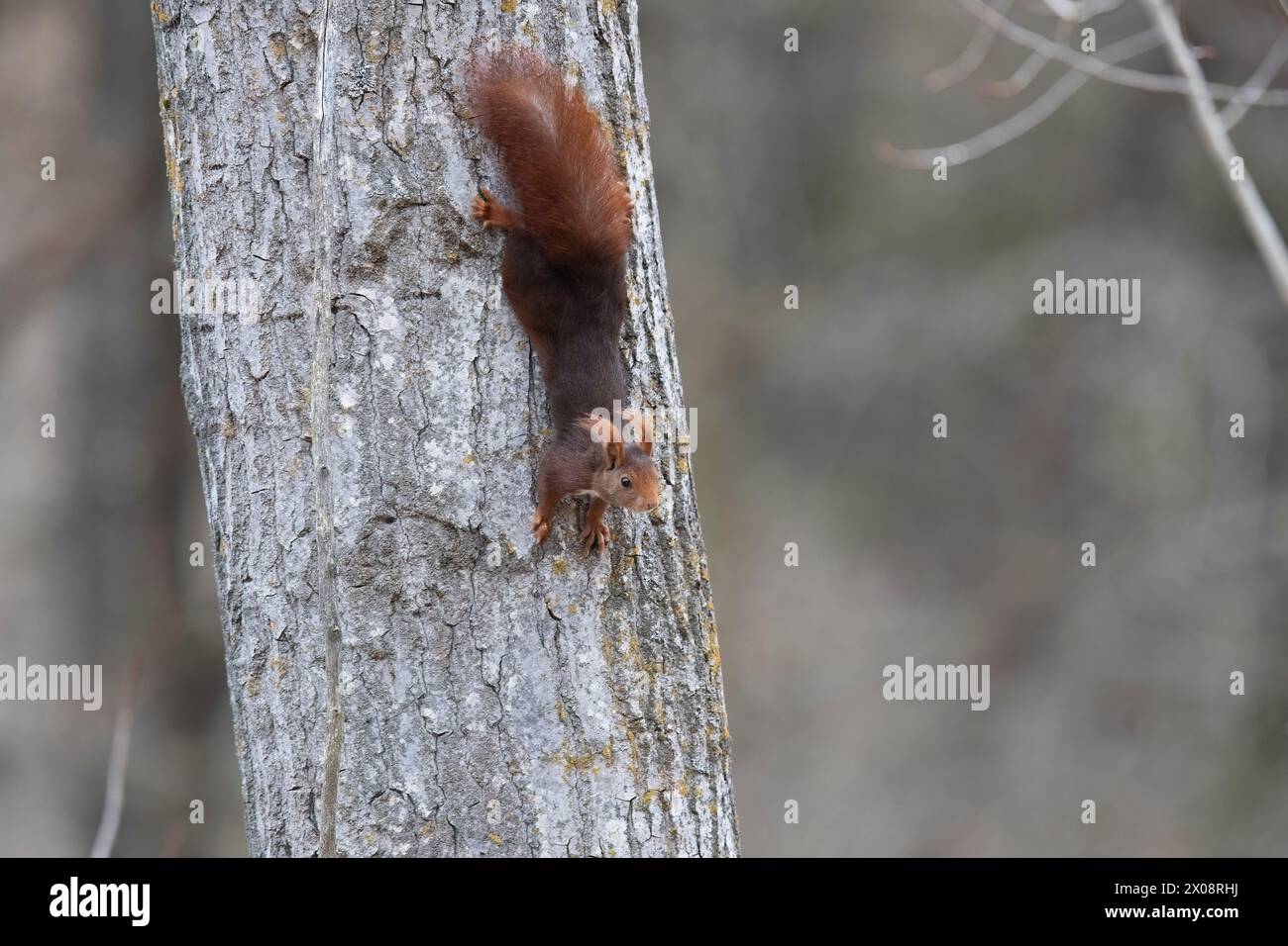 A red squirrel with bushy tail scales the rough bark of a tree in ...