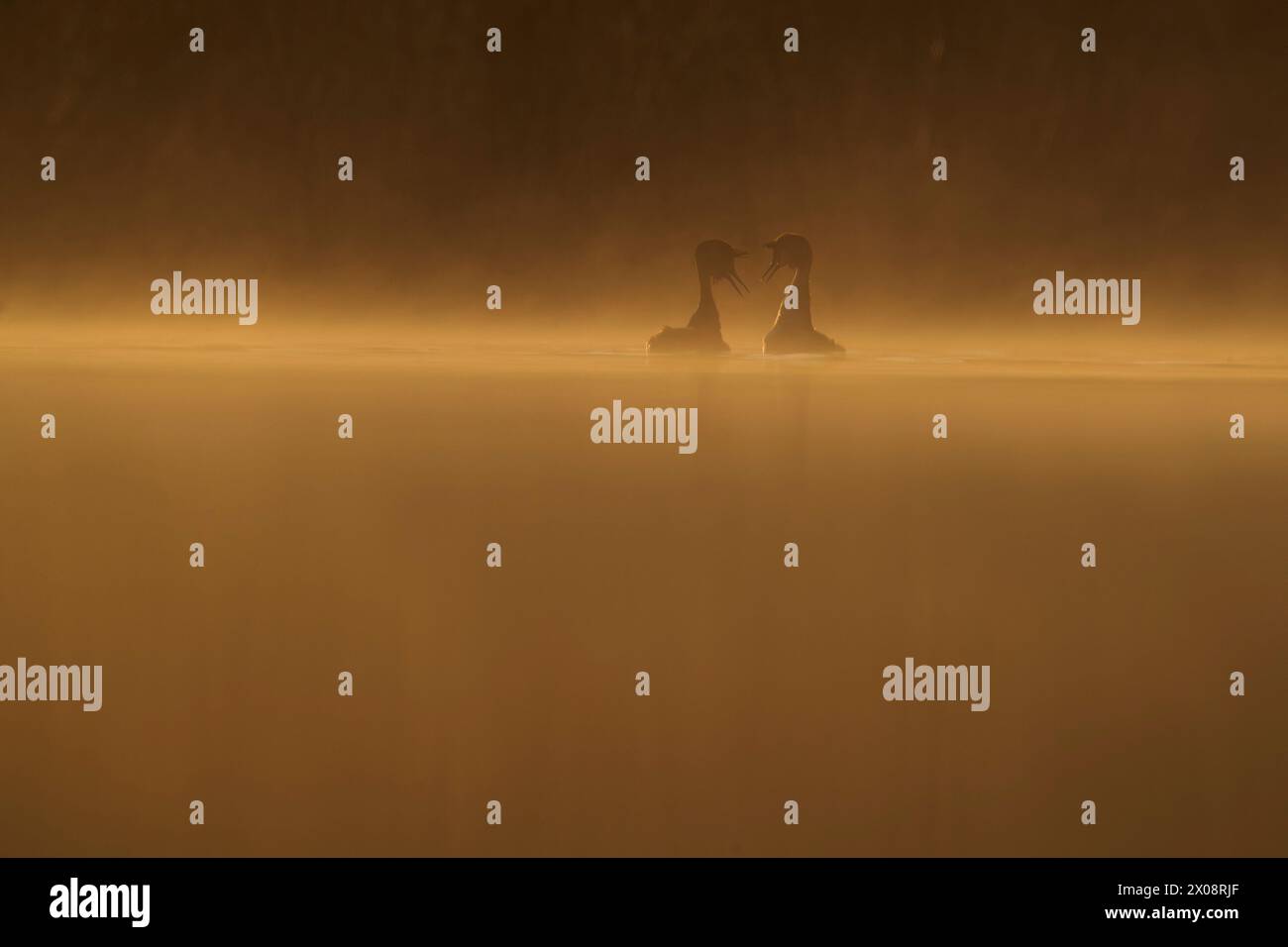 A pair of great crested grebes perform their courtship dance on a misty ...