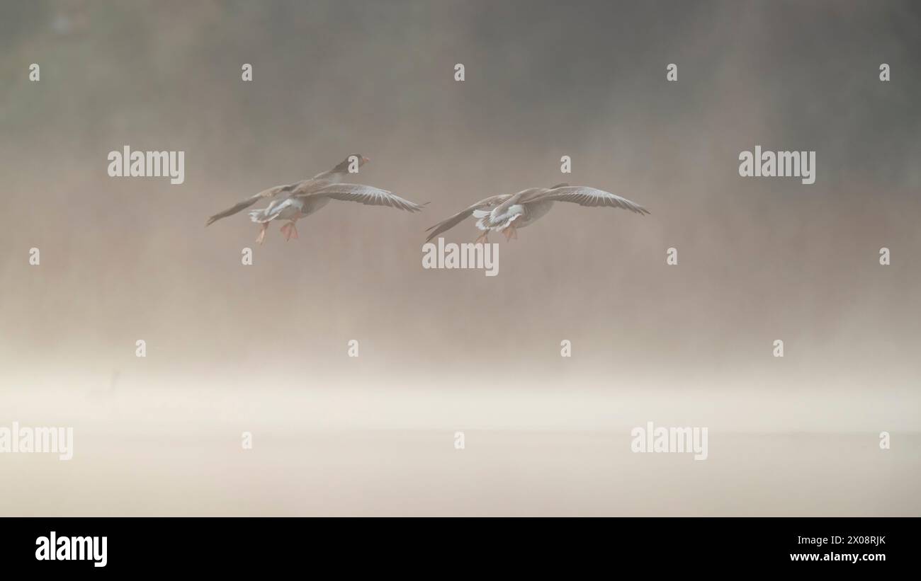 Two common geese, known as ansares comunes in Spanish, descend ...