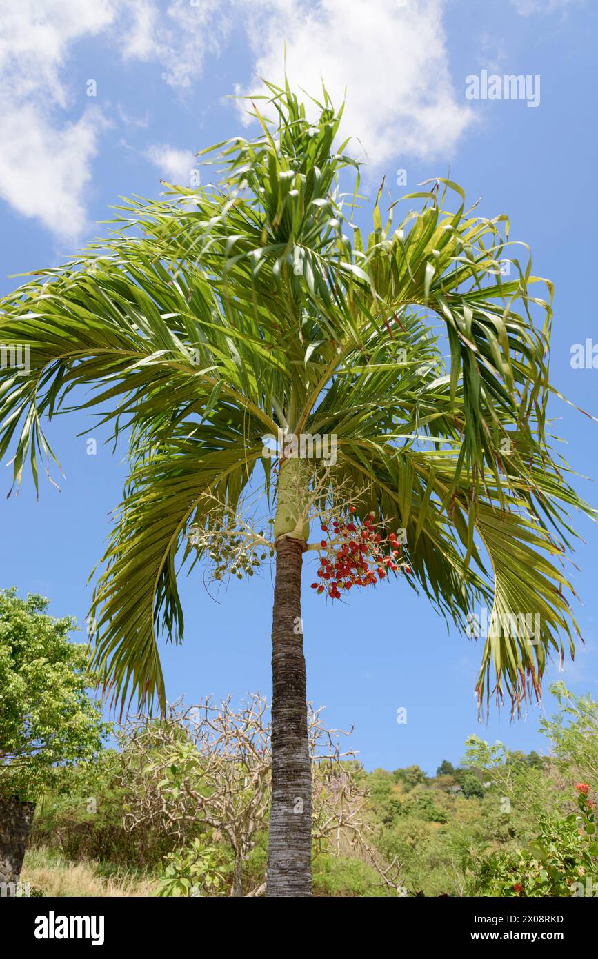 Fruit of friendship hi-res stock photography and images - Alamy