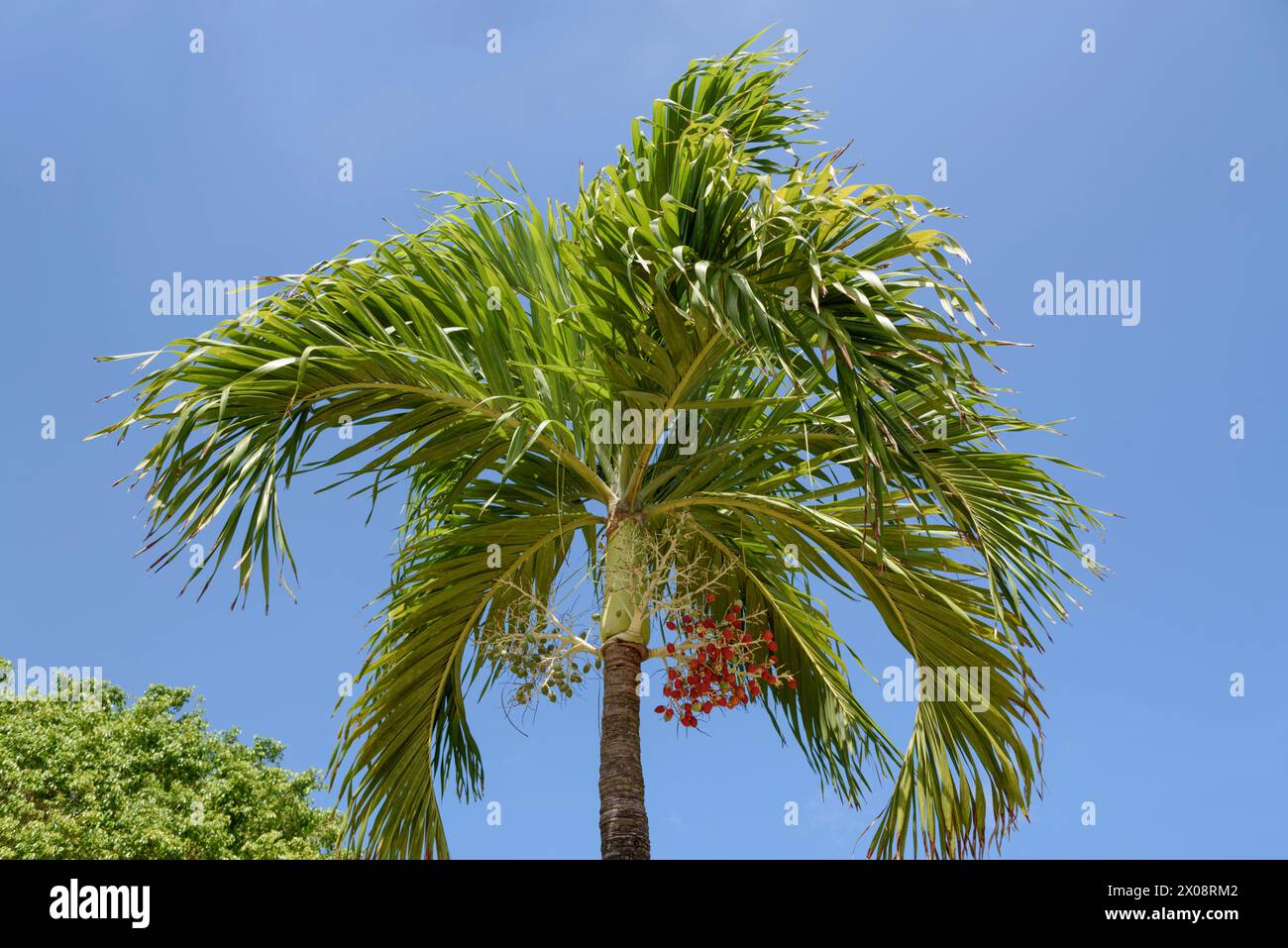 Palm tree with red fruit in Friendship Bay, Bequia Island, St Vincent ...