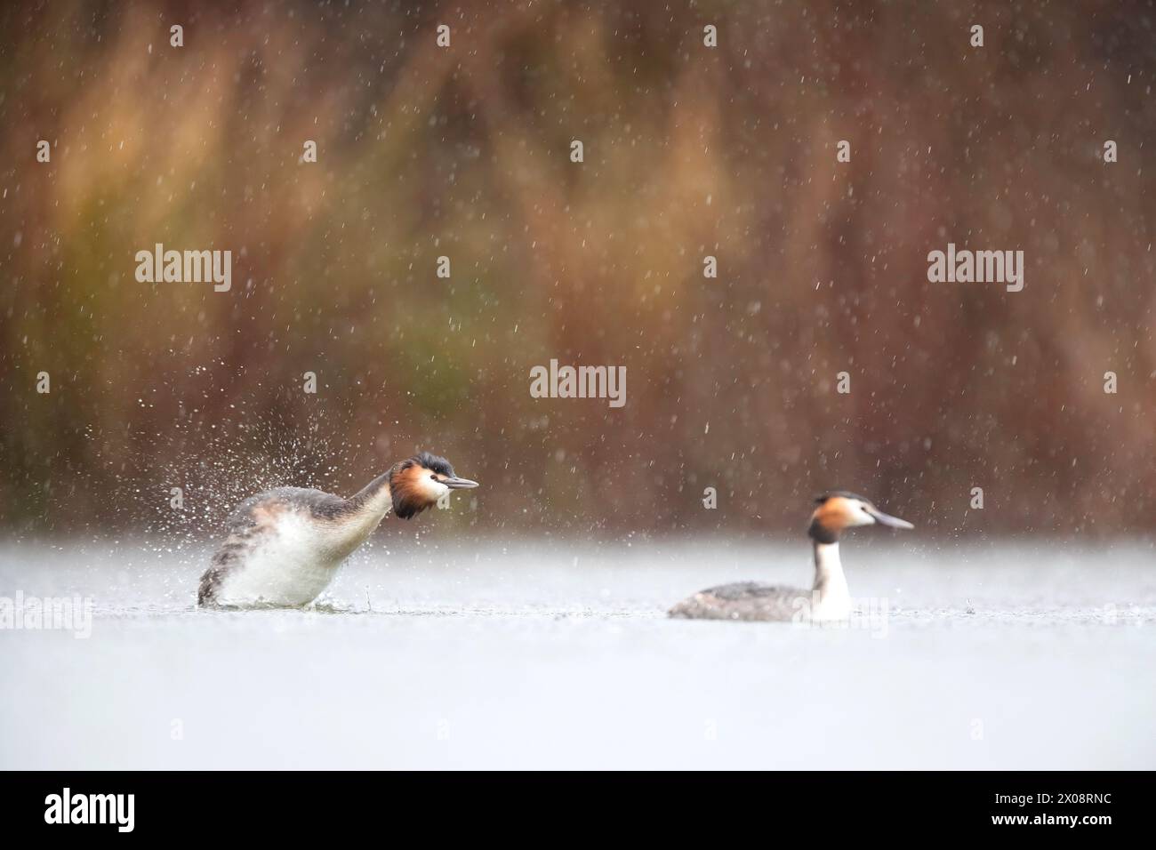 Two great crested grebes on water during rainfall, one shaking off ...