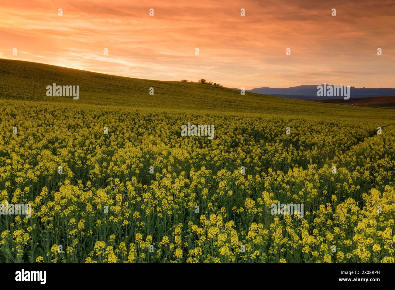 Colza fields in full bloom hi-res stock photography and images - Alamy