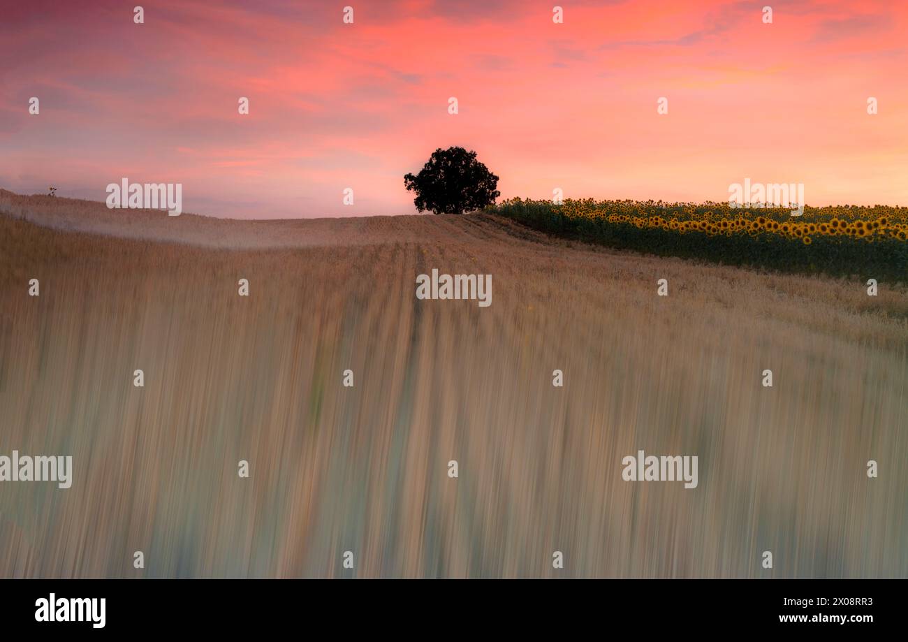 A stunning sunset casts pink hues over split scenery with golden ...