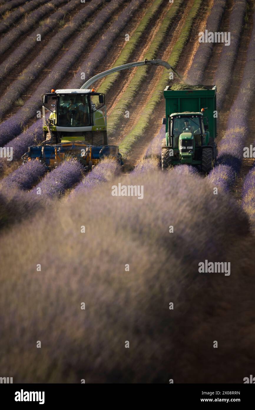 Machinery in action during the lavender harvest, with a harvester and a ...
