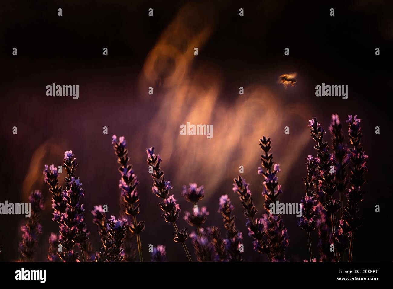 A serene lavender field basks in dusky light, highlighted by a bee in ...