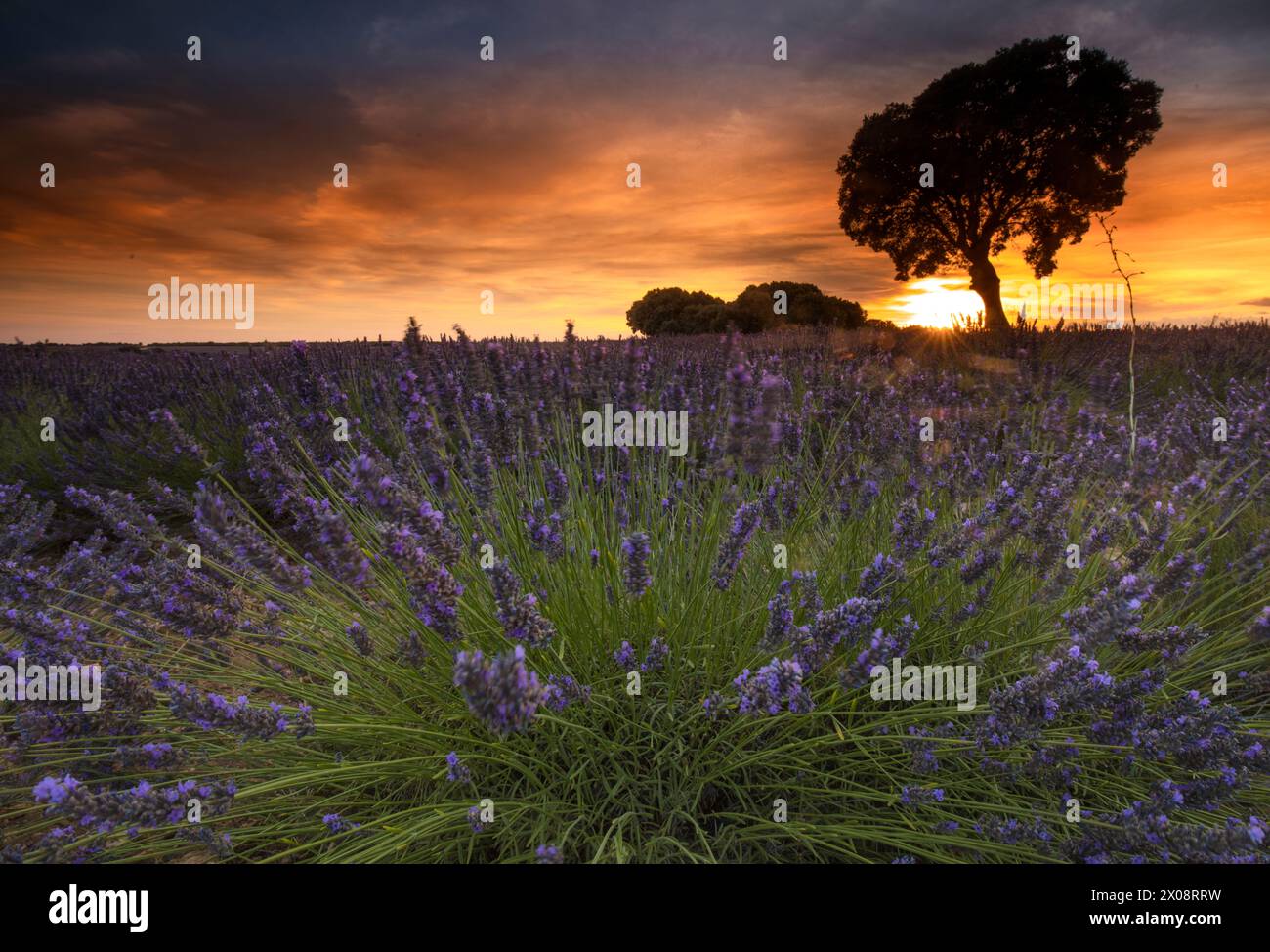 A tranquil lavender field under a dramatic sunset sky with a single ...