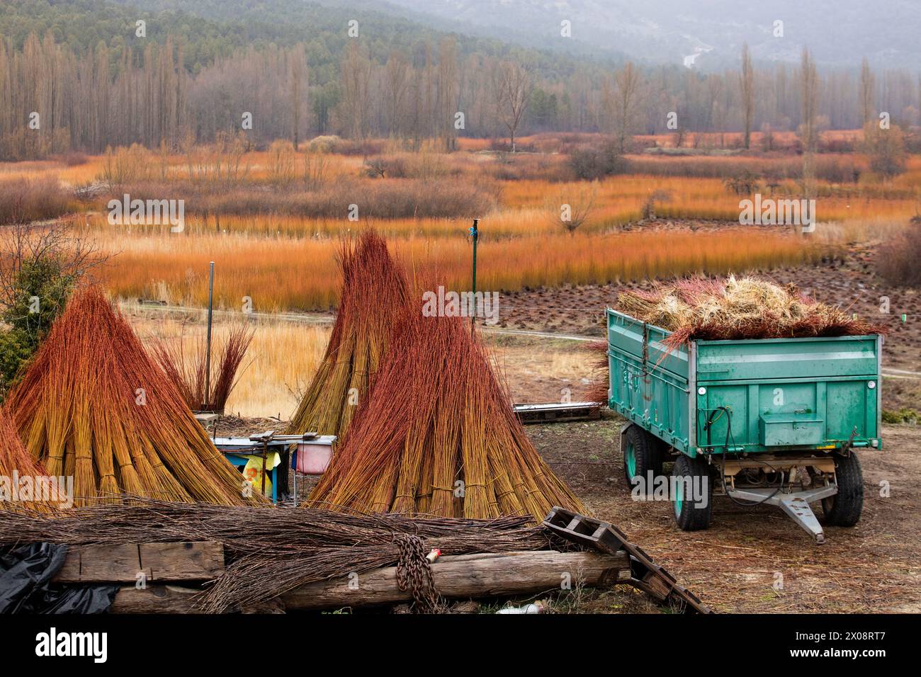 Autumnal hues envelop wicker fields framing an old stone shed with a ...
