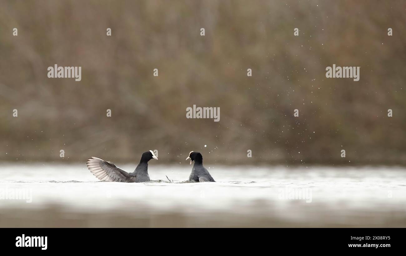 Two coots face-off in a splashy confrontation amidst calm waters ...