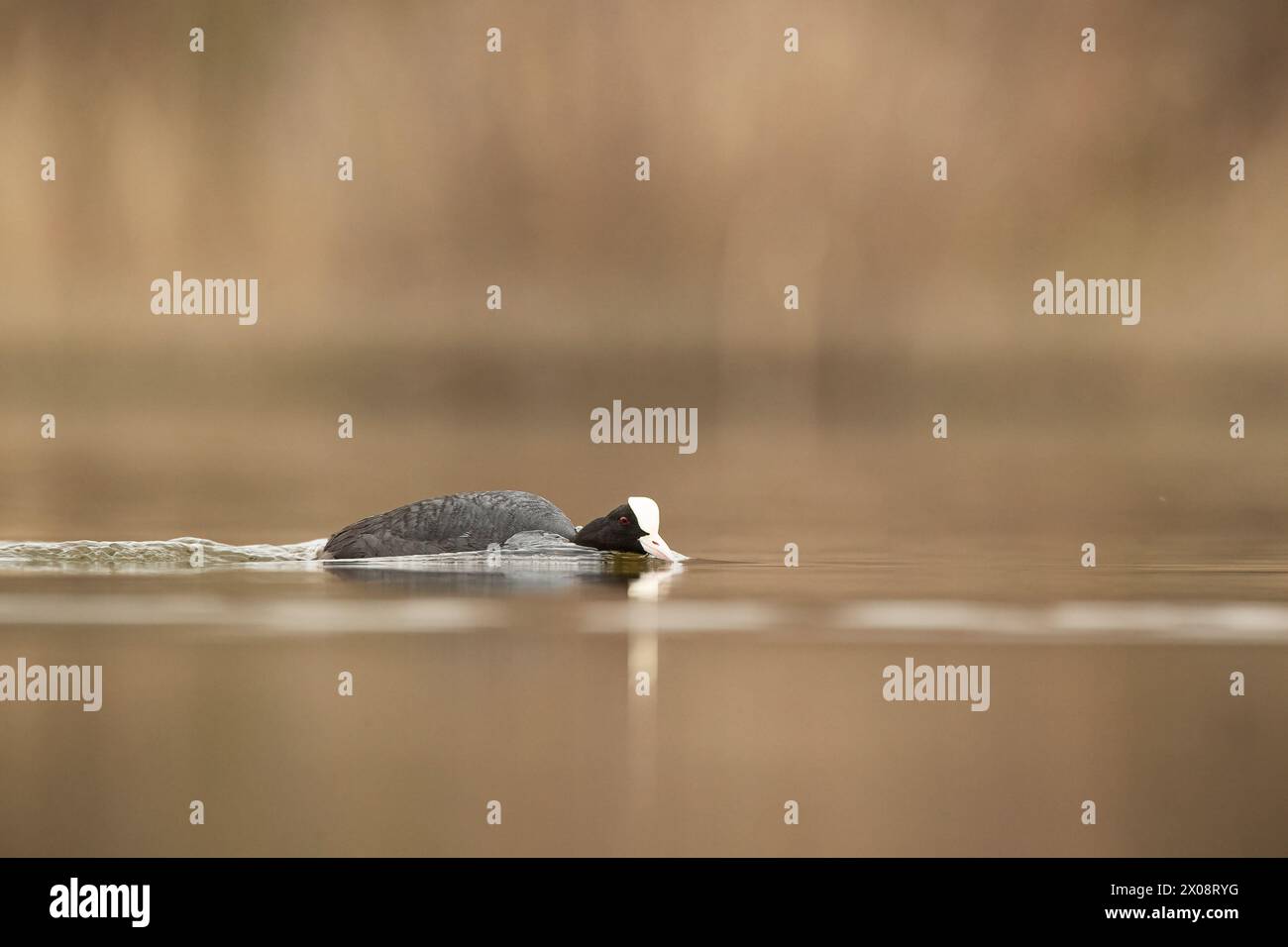 A solitary Eurasian coot glides across calm waters with a gentle wake ...