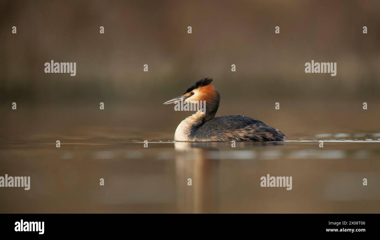 A Great Crested Grebe (Podiceps cristatus), also known as somormujo lavanco, floats calmly on ...
