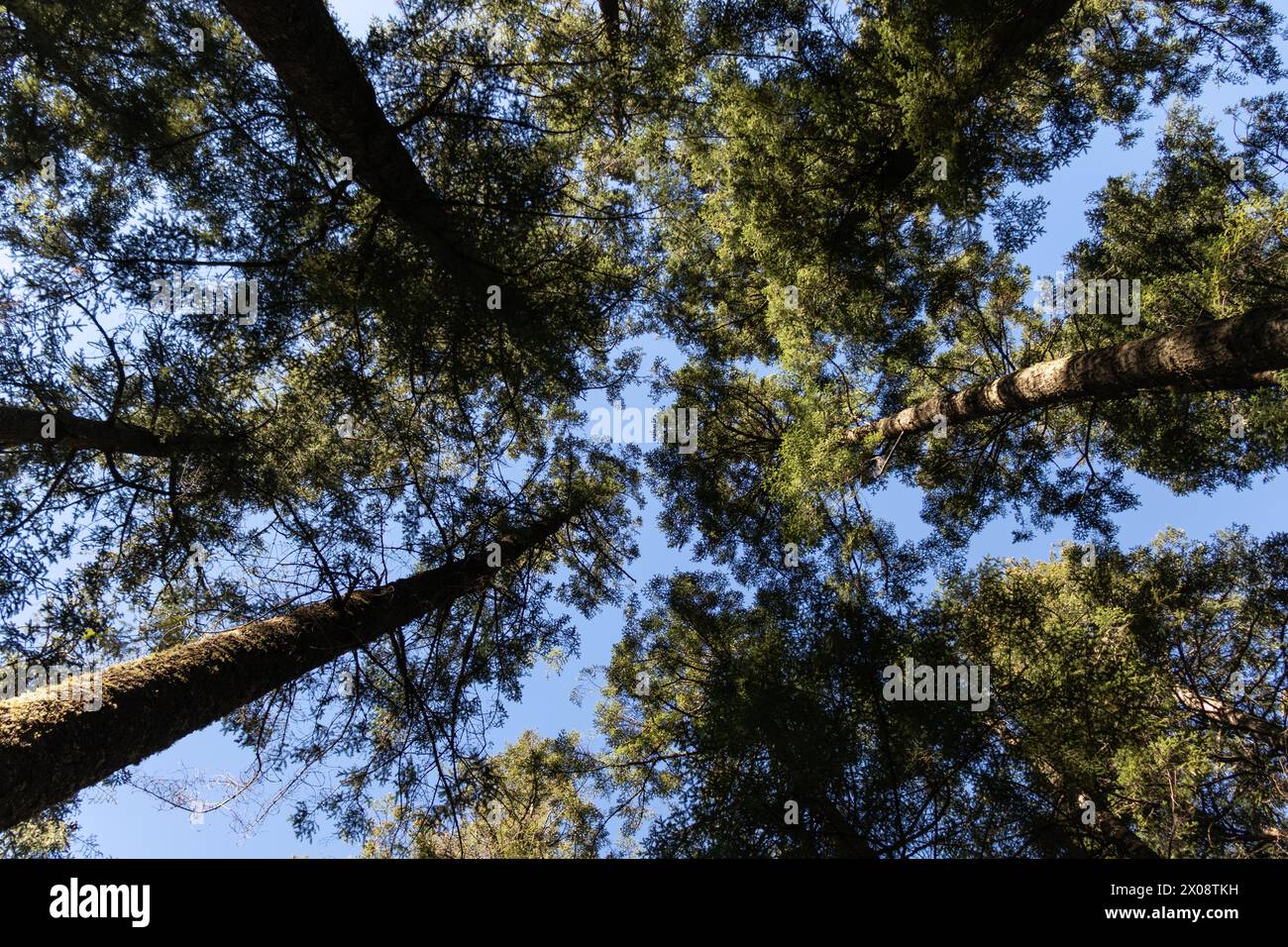 Looking up, a captivating view of tall trees reaching towards the clear ...